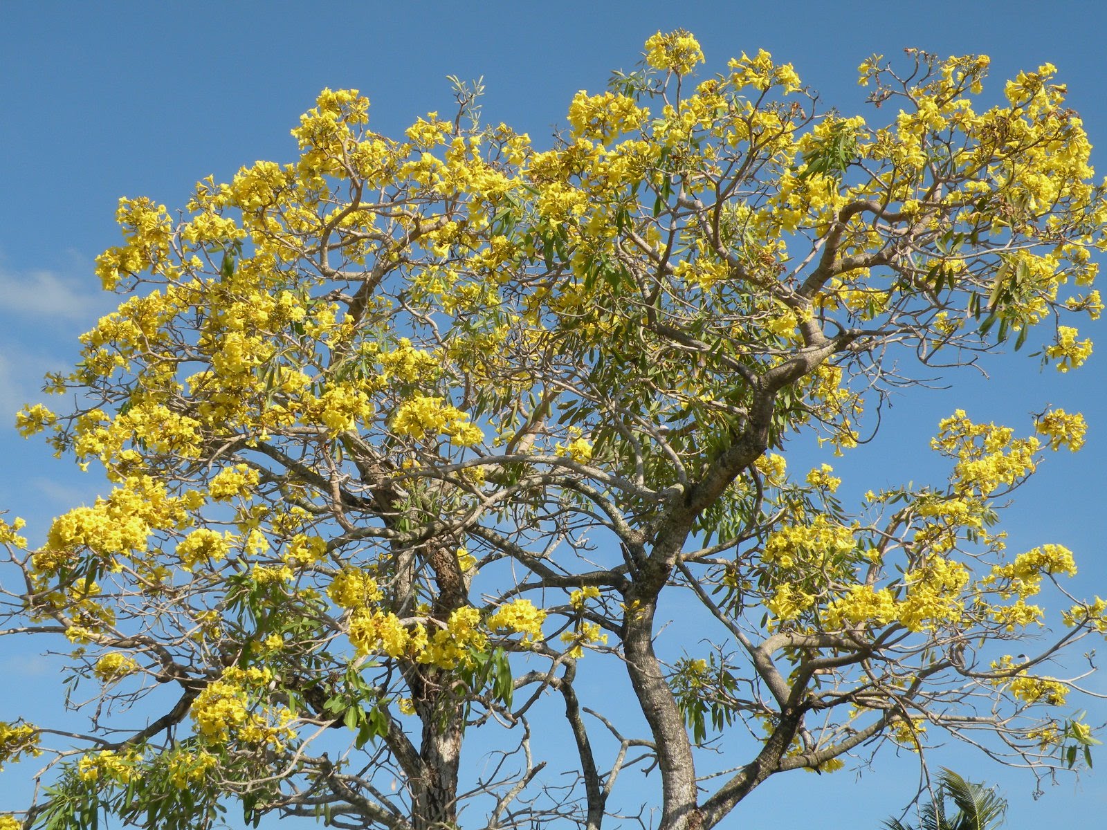 yellow flowering trees/ bbq Charcoal (Poinciana: garden, propane ...