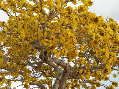 DragonFly Garden: The Yellow Tab Tree
