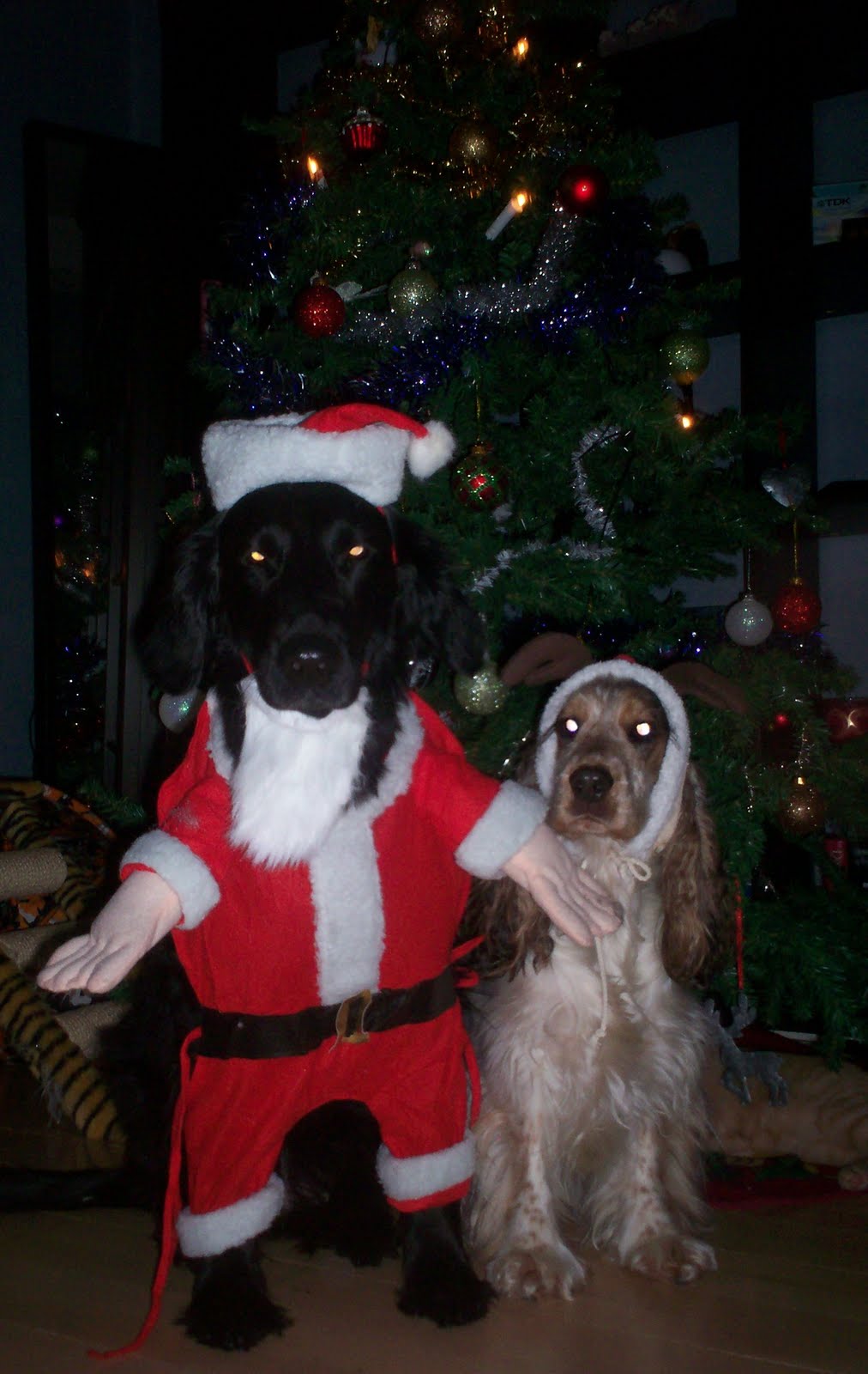 Bilder från valparnas nya hem