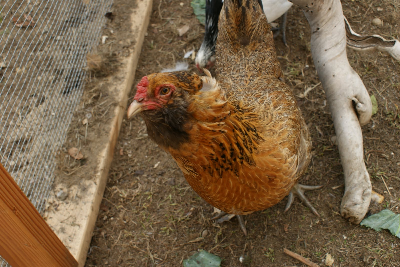 Chicken Head Farm