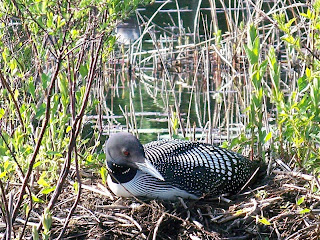 Michigan Loon Preservation Association