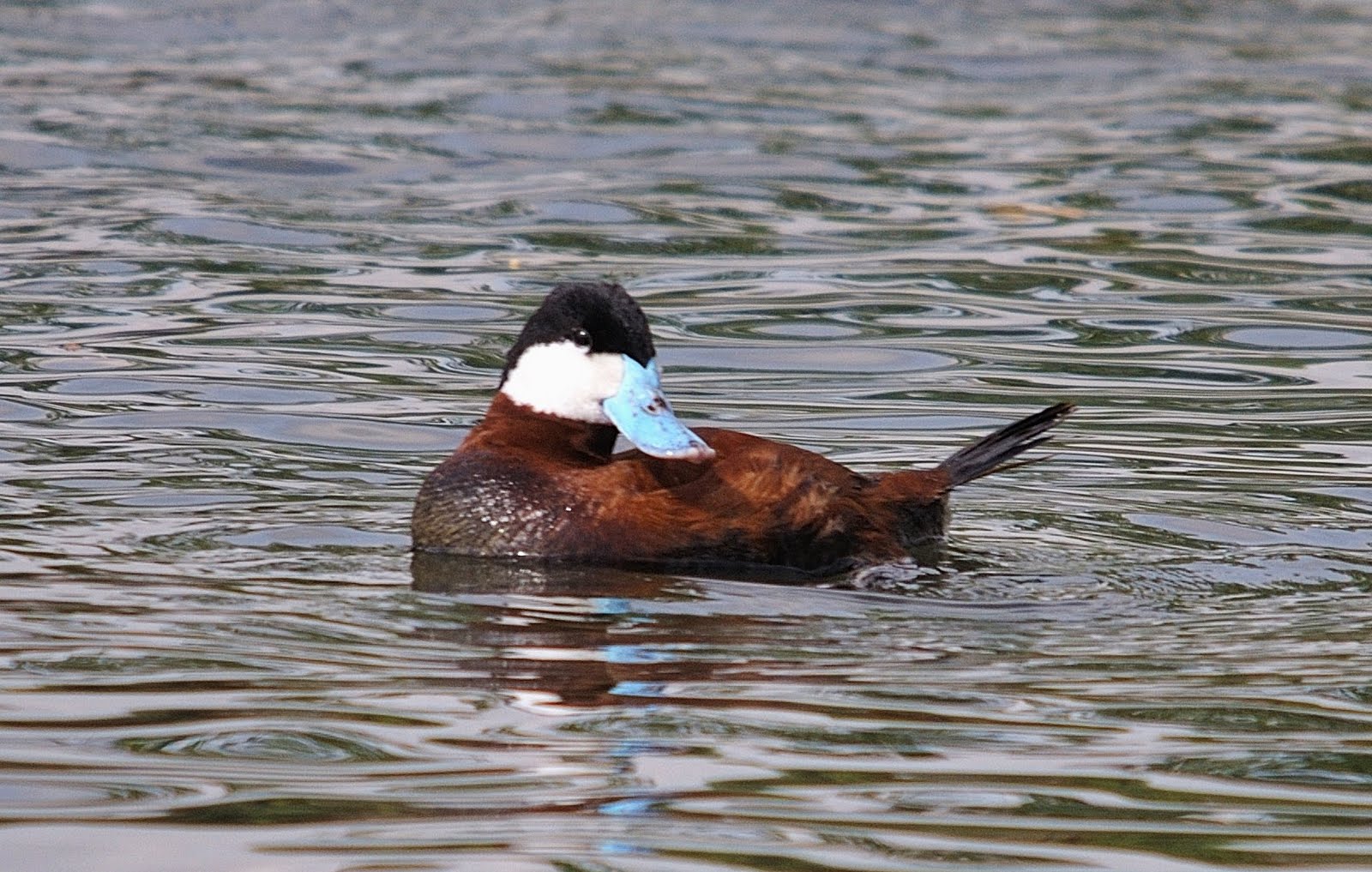 Redbridge Birdwatching / London Birdwatching: Photos - Ruddy Duck