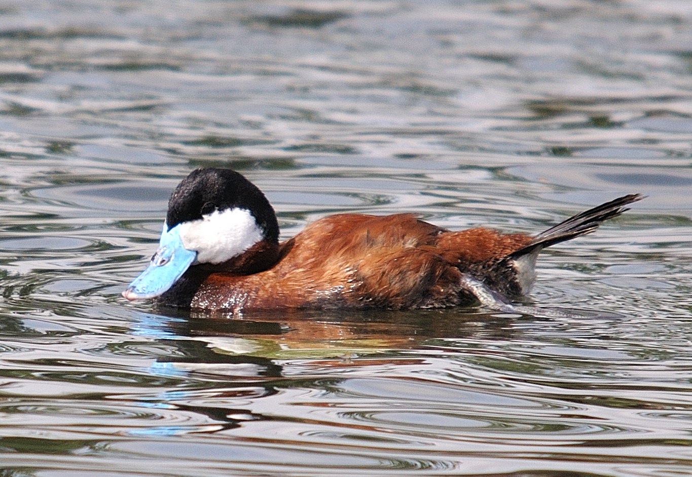 Redbridge Birdwatching / London Birdwatching: Photos - Ruddy Duck