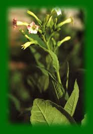 TABAQUISMO: La planta de tabaco