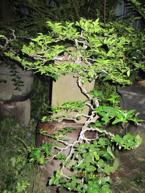 bromo gedali: Bonsai jeruk kingkit 09