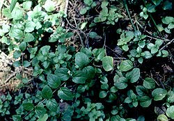 Ernie's Place: What I call "tar weed", and other aromatic plants.