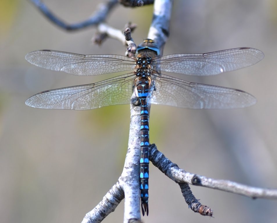 ANUARIO ENTOMOLÓGICO: ODONATA