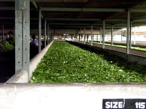 Memories and Musings II - Life in Pondicherry: A CUP OF TEA