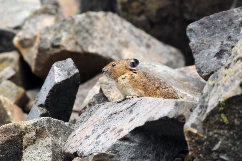 Alan Bauer Photography & Nature Blog: Eeeek! Peeeep! Just who is that ...
