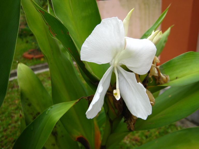 Emerald Garden: Butterfly Ginger