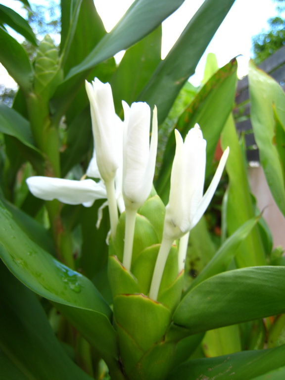 Emerald Garden: Butterfly Ginger