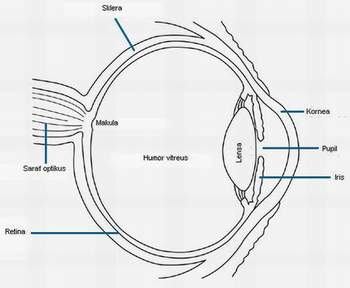 Mata dan Penglihatan - Terapi Sehat : Info Kesehatan Medis dan Alternatif
