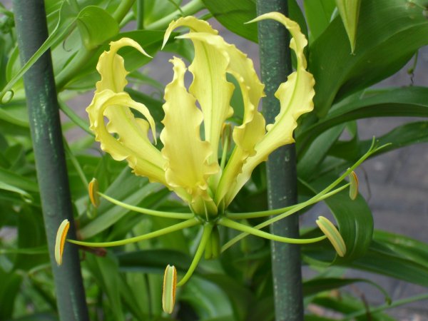 Now in South Africa: Flame lily
