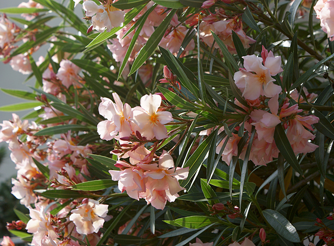 Hortus Italicus: Nerium oleander L. 1753