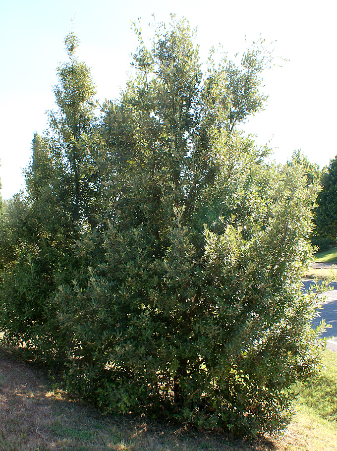 Hortus Italicus: Quercus ilex L. 1753