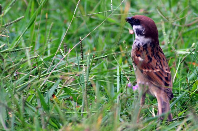 Birds and Nature Photography @ Raub: Burung Ciak Rumah