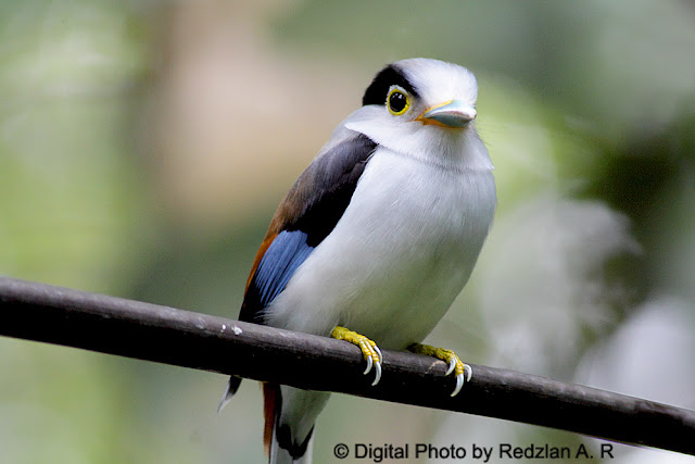 Birds and Nature Photography @ Raub: Silver-breasted Broadbill