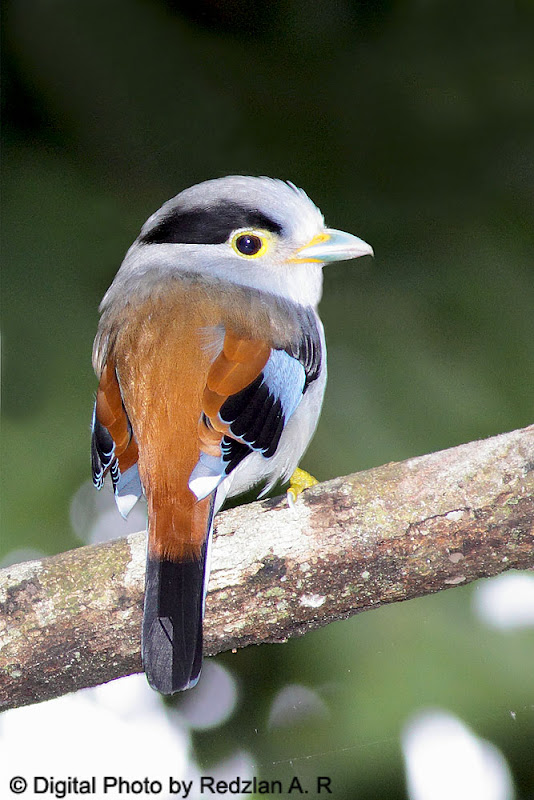 Birds and Nature Photography @ Raub: Silver-breasted Broadbill