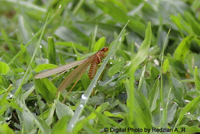 Birds and Nature Photography @ Raub: Raja dan Kelkatu - King Fisher and ...