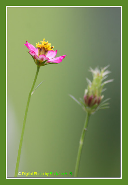 Birds and Nature Photography @ Raub: Bunga Ulam Raja - King's Salad Flower