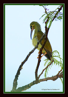 Birds and Nature Photography @ Raub: Spectacled Spiderhunter at Petai ...