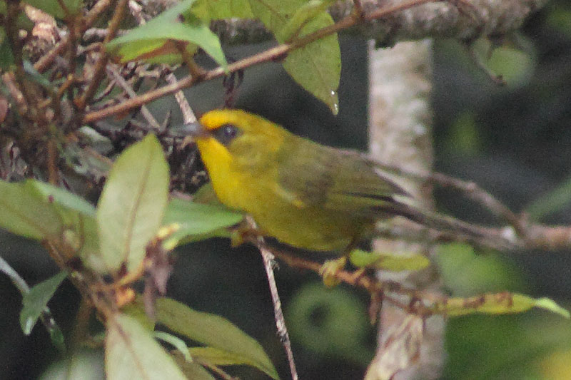 Birds and Nature Photography @ Raub: Forgoten Lifer - Golden Babbler