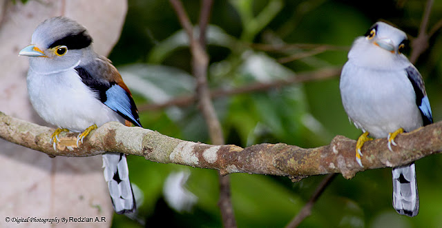 Birds and Nature Photography @ Raub: Silver-breasted Broadbill - Couple