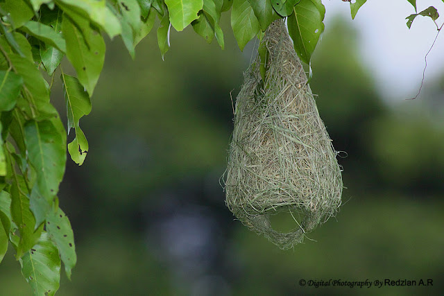 Birds and Nature Photography @ Raub: Baya Weaver Nest - Sarang Ciak Tempua