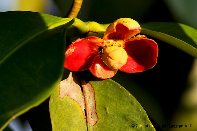 Birds and Nature Photography @ Raub: Manggis and Juvenile Sunbird