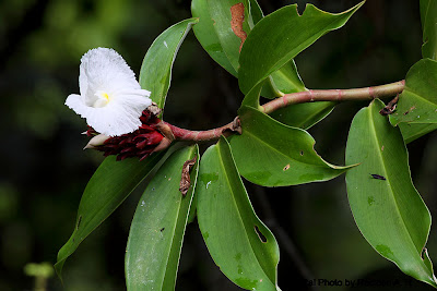 Birds and Nature Photography @ Raub: Wild Orkid - White Costus