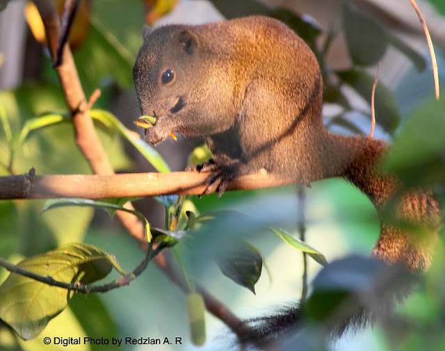 Birds and Nature Photography @ Raub: Tupai