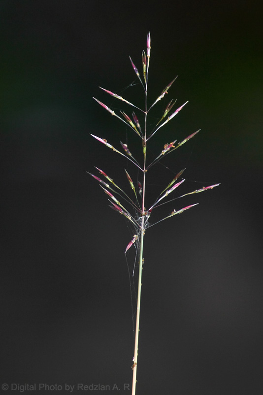 Kemuncup - Chrysopogon aciculatus
