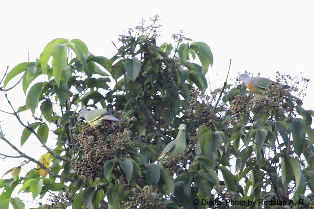 Birds and Nature Photography @ Raub: Burung Punai Gading - Pink-necked ...