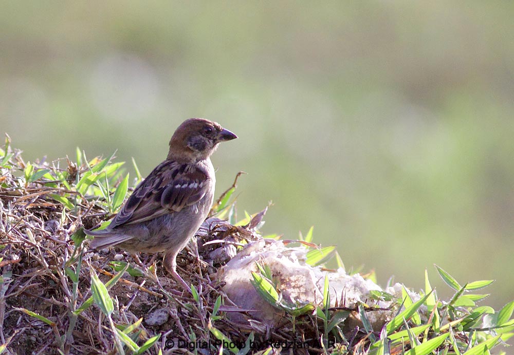 Birds and Nature Photography @ Raub: Birding at Kolej Matrikulasi Pahang