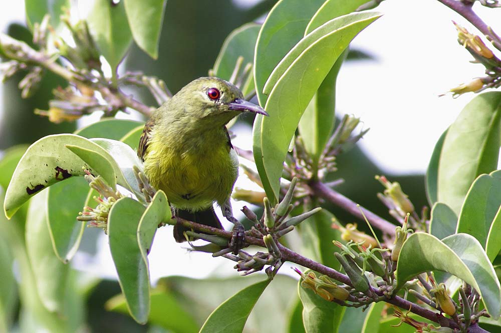 Birds and Nature Photography @ Raub: Birding during Sultan of Pahang's ...