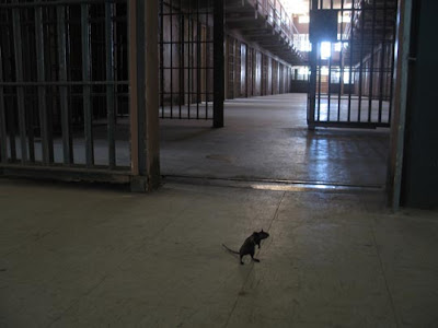 Globspot: What happens to rats in jail? (Well, mice anyway)