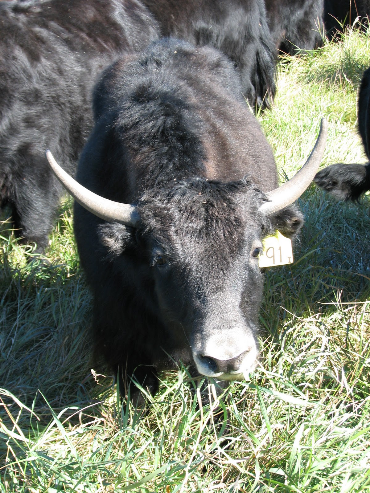 Springridge Ranch Grass-Fed Yak-Cross Beef: The Great Yak Round Up ...