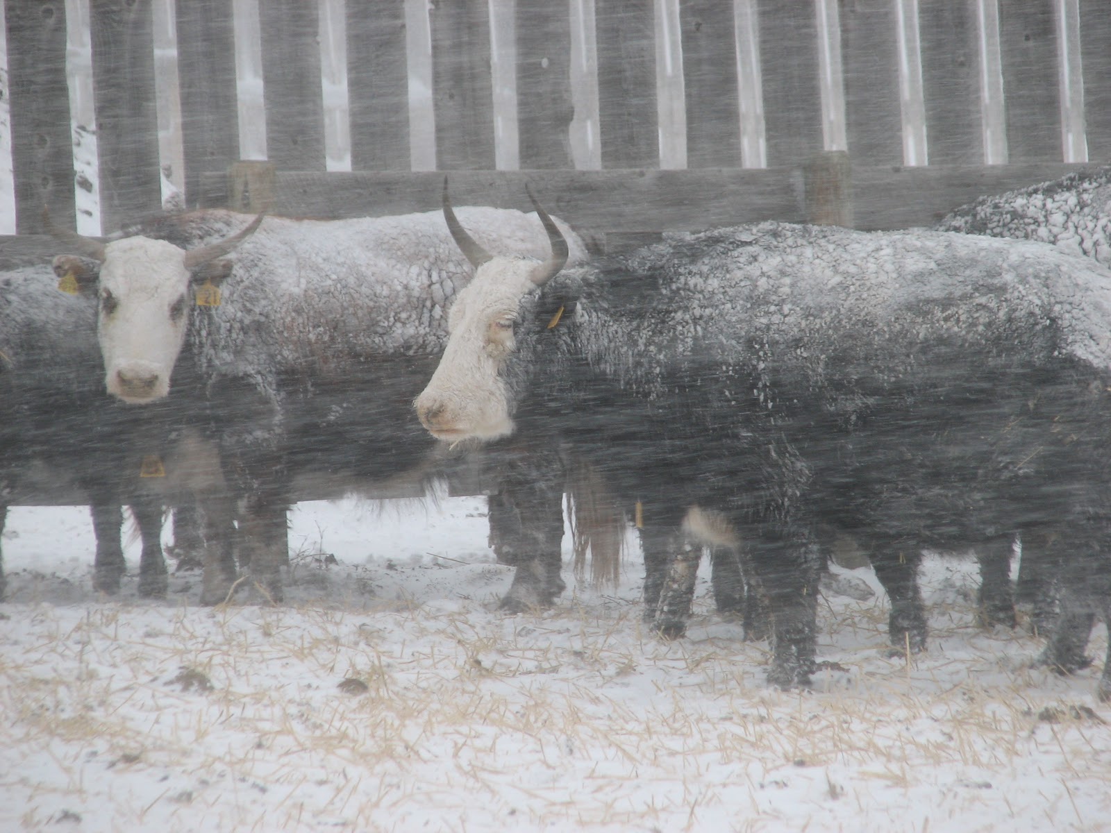 Springridge Ranch Grass-Fed Yak-Cross Beef: Yaks In A Blizzard