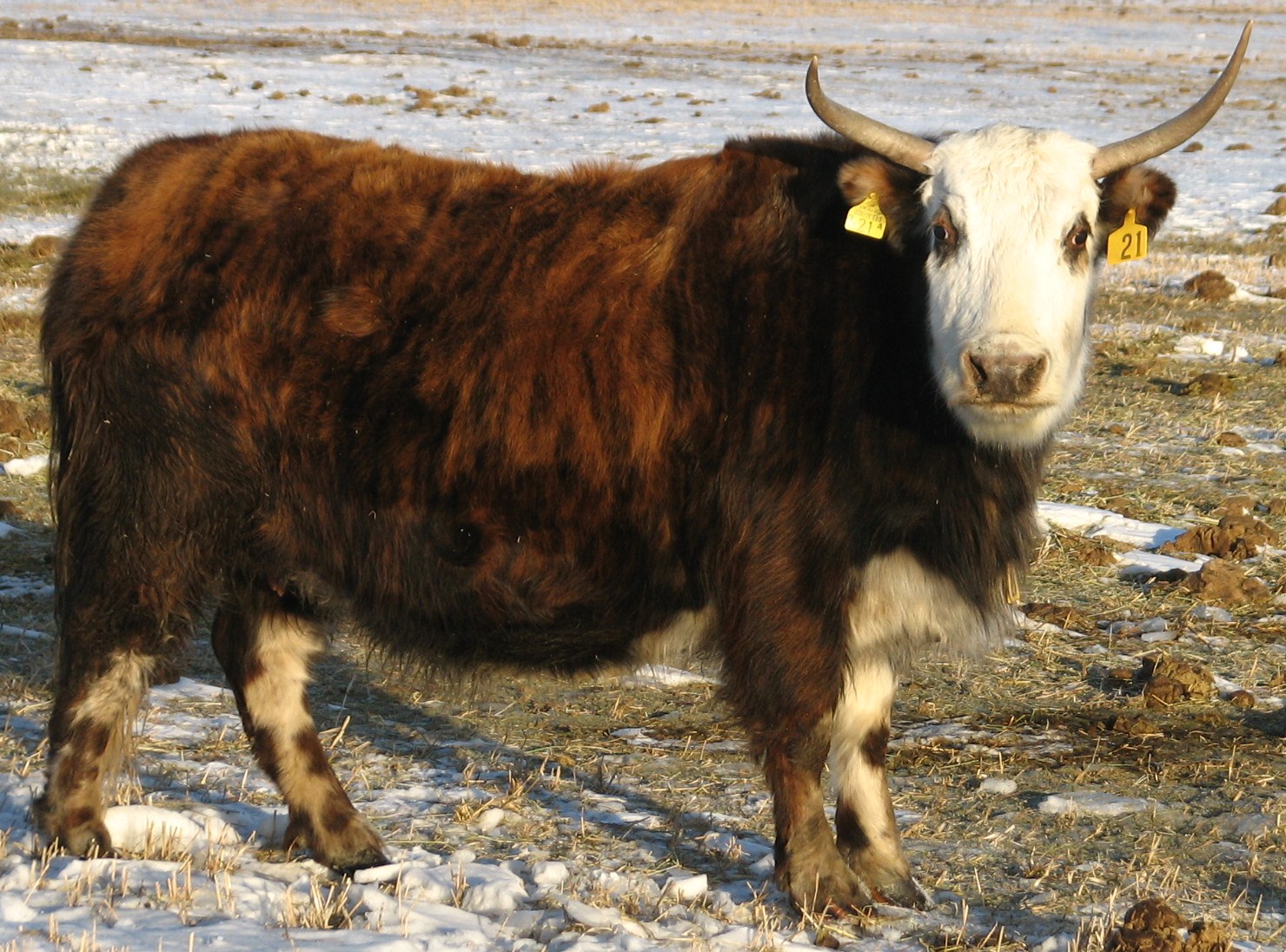 Springridge Ranch Grass-Fed Yak-Cross Beef: January 2011