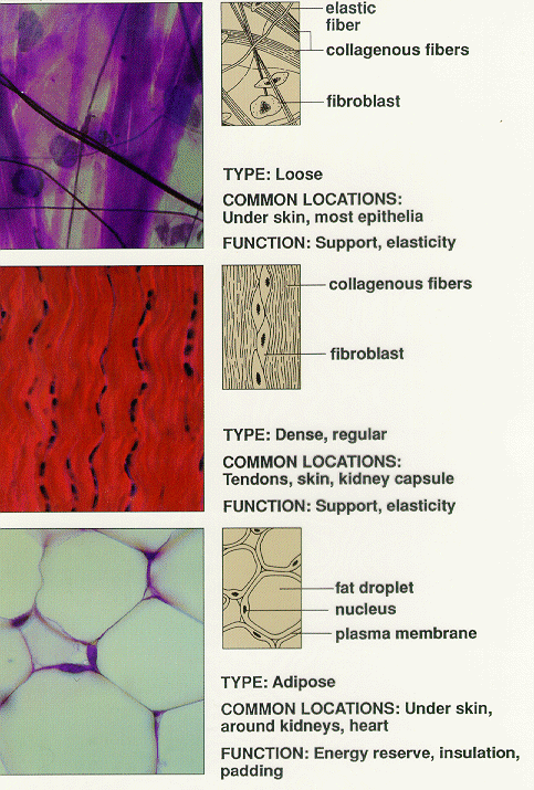 Yolanda - Anatomy and Physiology: Tissue: The Living Fabric