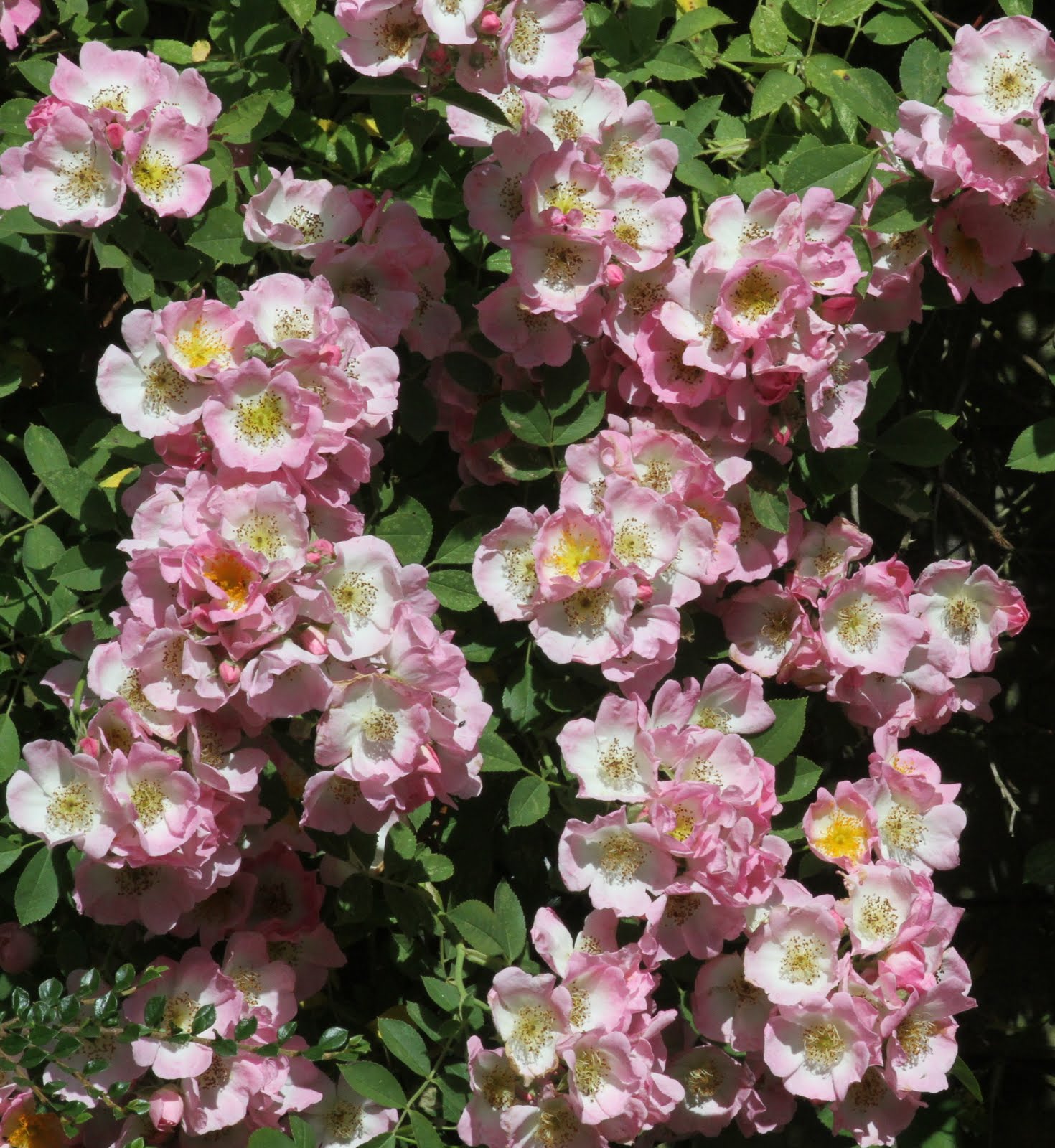 Views from my Garden Gate: Lavender Blue dilly dilly