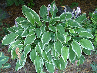 Buckets of Gardening Ideas: Hosta's - My Garden of Eden Plant!