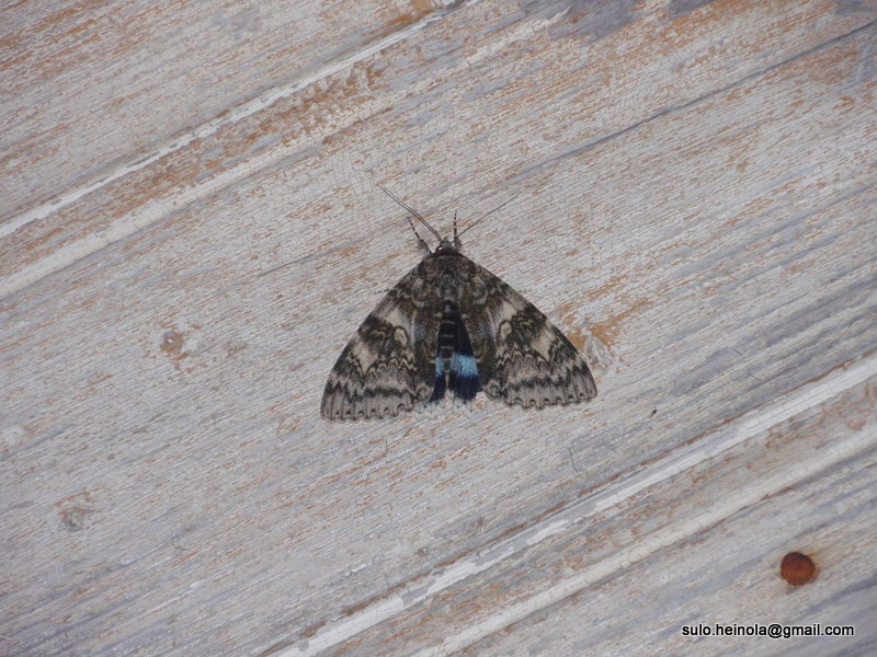 Kuvaretkiä ympäristöön: Yöperhonen