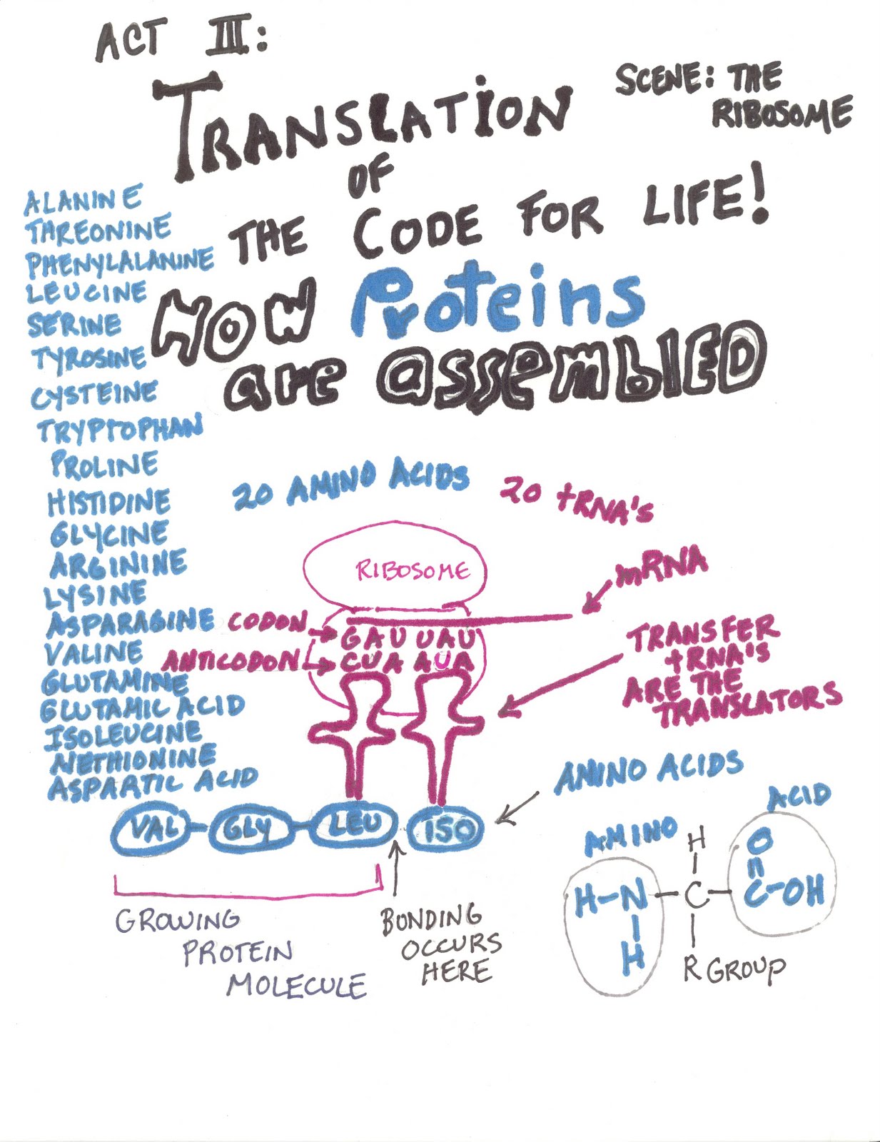Science Tutor: Protein Synthesis - Graphic Organizer - Storyboarding