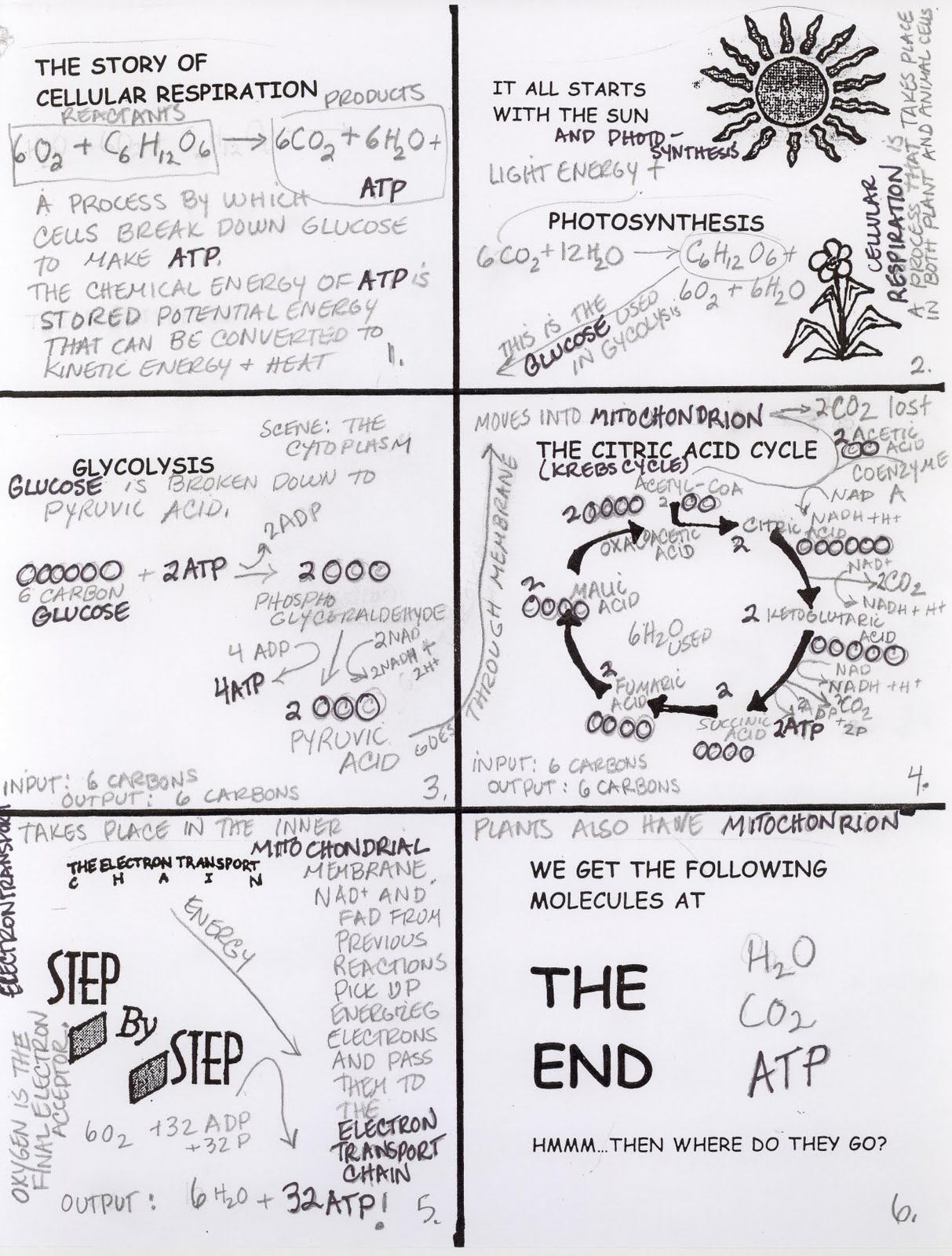 Science Tutor: Cellular Respiration - Graphic Organizer - Storyboarding