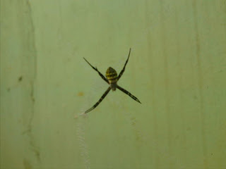 Blog This Image: Four leg spider