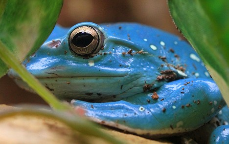 Rare facts, strange news, amazing ideas: Beautiful blue animals and ...
