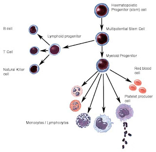 blood cancer: what is blood cancer?