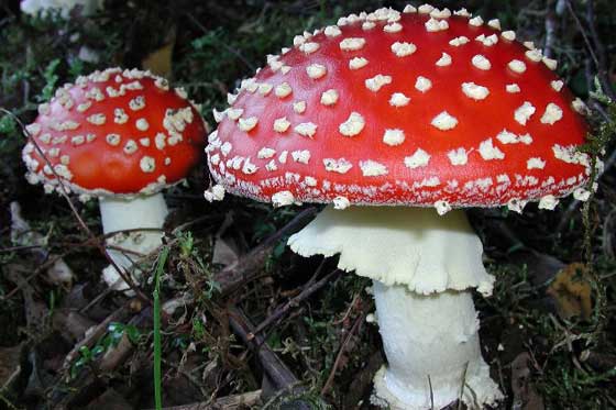 Imagenes de hongos alucinogenos - Imagui