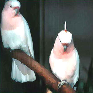 PETS FOR YOU | BEST PET: Pink Cockatoo parrot